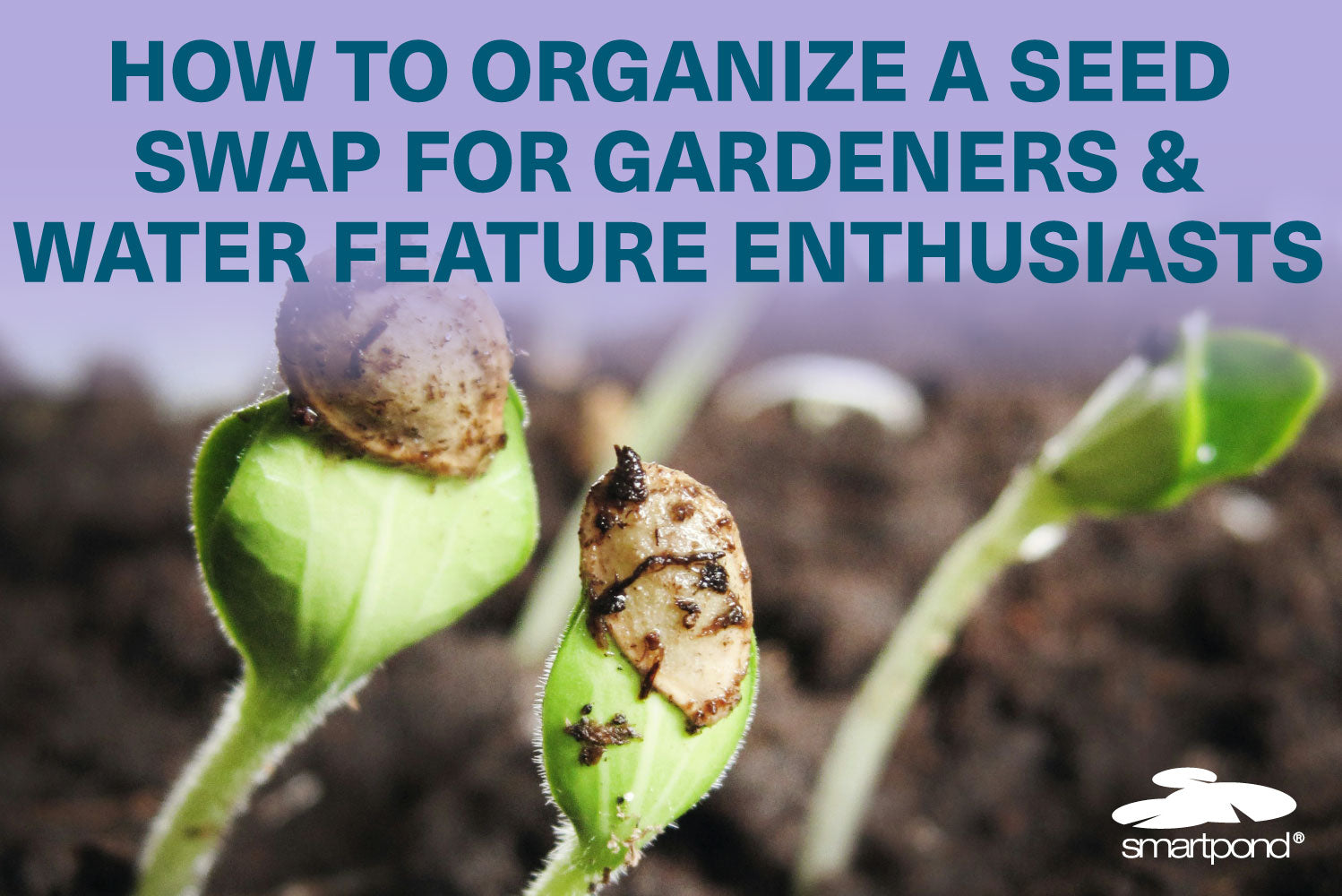 How to Organize a Seed Swap for Gardeners and Water Feature Enthusiast – smartpond
