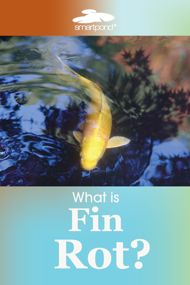 smartpond® Backyard Blog – What Is Fin Rot?