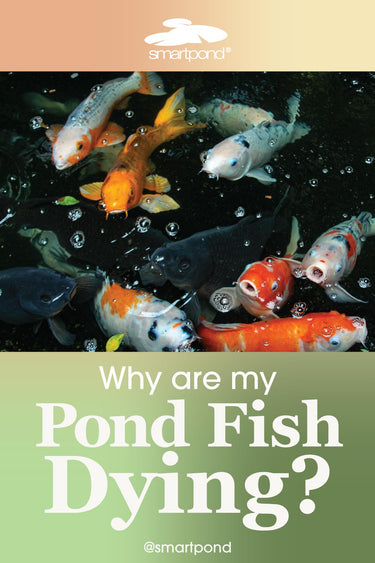 Why are My Pond Fish Dying? – smartpond® Backyard Blog