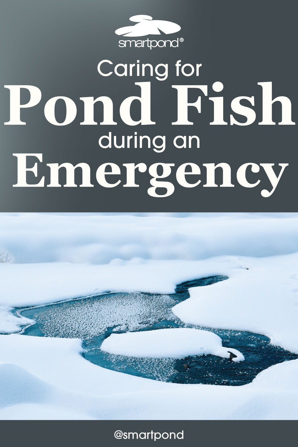 smartpond® Backyard Blog – Caring for Your Pond Fish During an Emergency