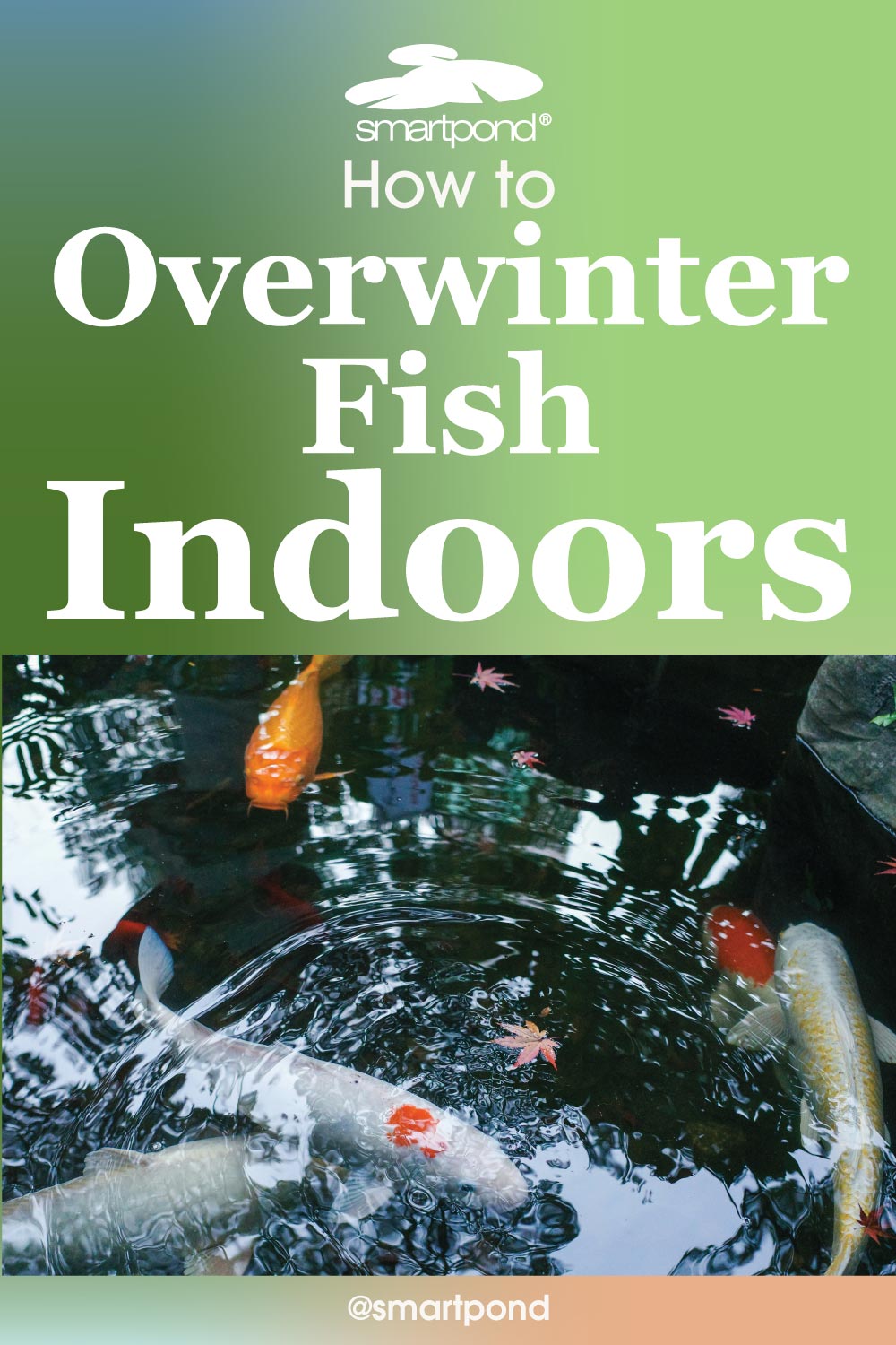 How to Overwinter Fish Indoors – smartpond® Backyard Blog