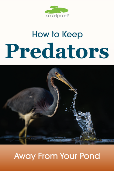 How to Keep Predators Away From Your Pond – smartpond
