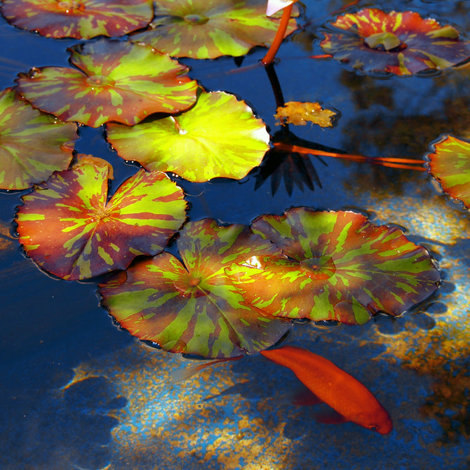 smartpond® Backyard Blog – How to Test Pond Water & How to Read Results